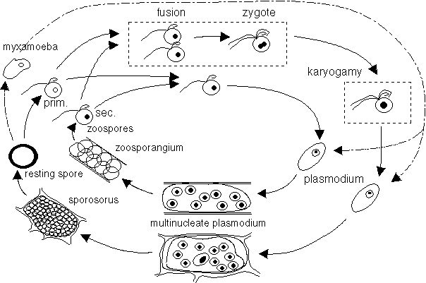 SPONGOSPORA Intro Page